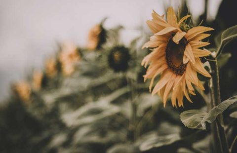 2020 Sunflower Festival - Sweet Eats Adventure Farm