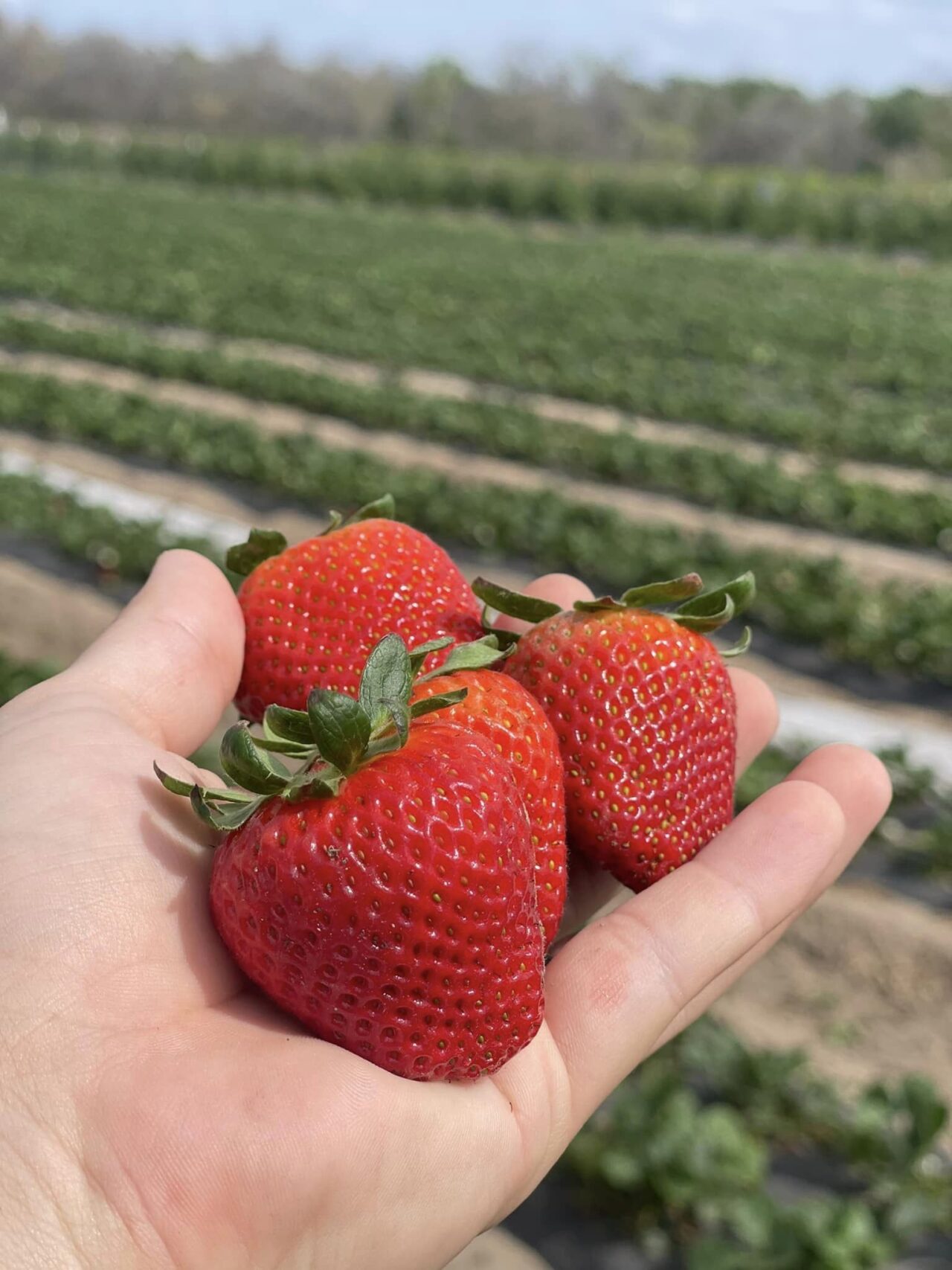 Pick Your Own Fruit - Sweet Eats Adventure Farm