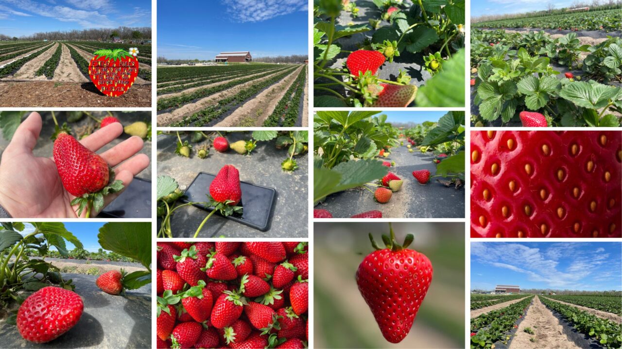 Pick Your Own Fruit - Sweet Eats Adventure Farm
