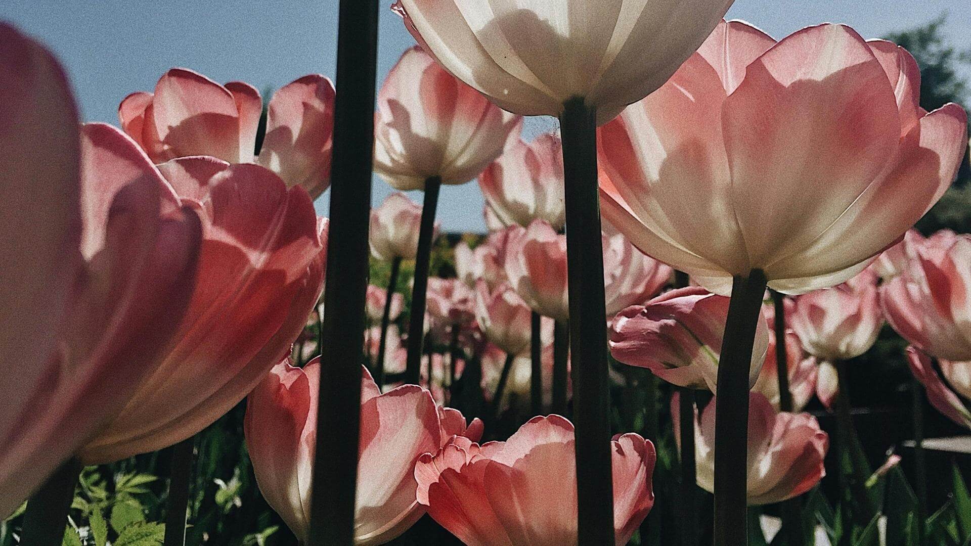 Tulip Festival - Sweet Eats Adventure Farm