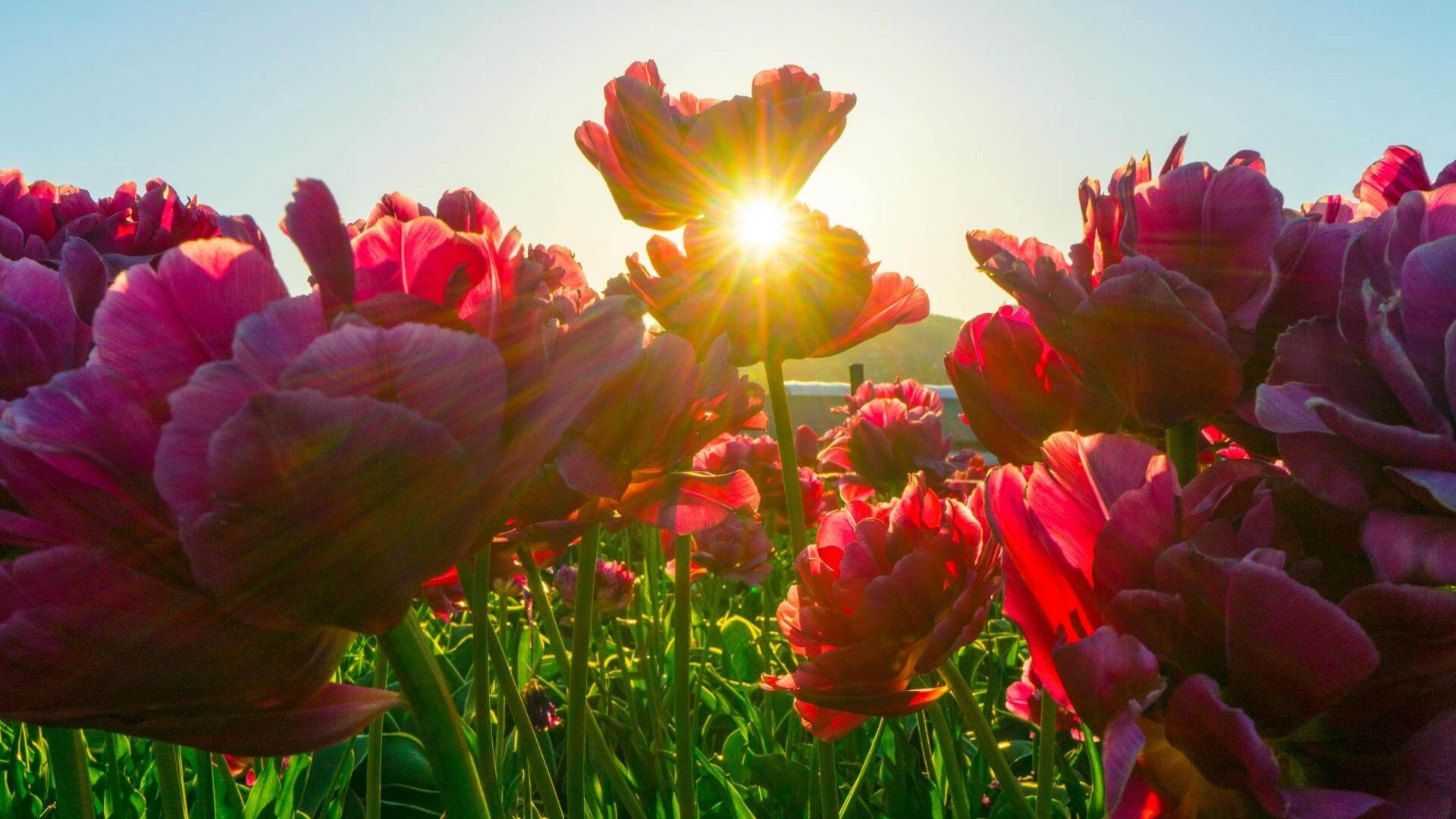 Tulip Festival - Sweet Eats Adventure Farm