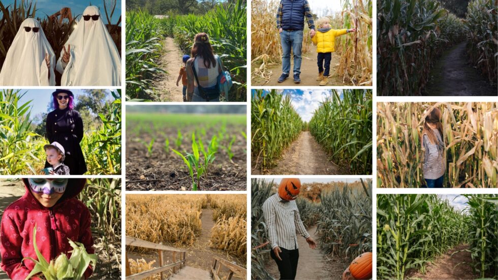 2022 Georgetown Fall Festival - Sweet Eats Adventure Farm