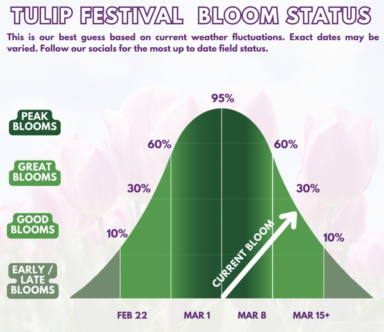 Tulip Festival - Sweet Eats Adventure Farm